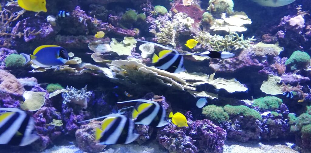 Los tiburones y peces exóticos que puedes ver sin salir de Sevilla
